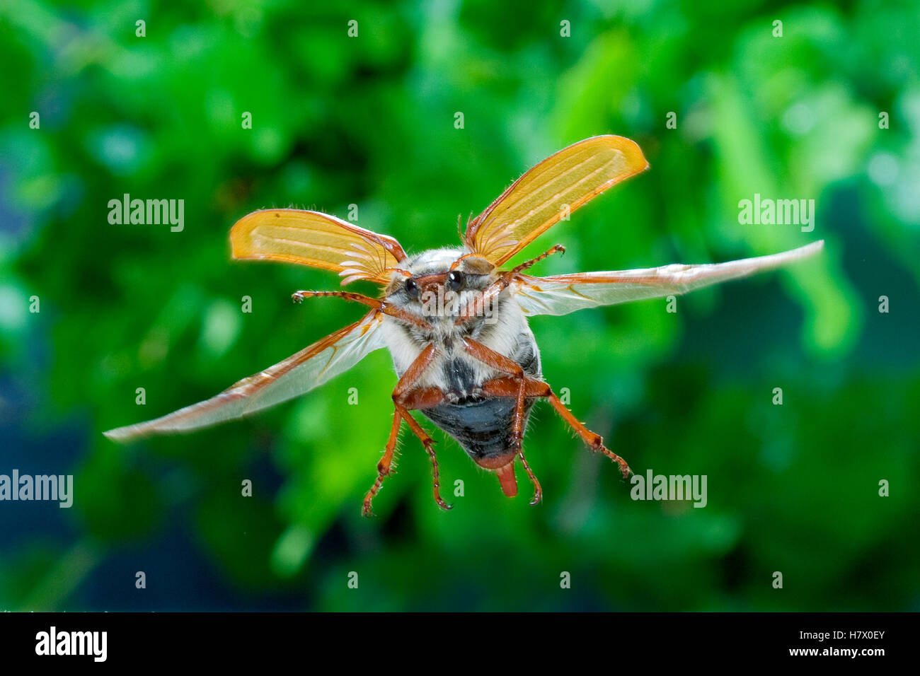 Common Cockchafer (Melolontha melolontha) flying, Netherlands Stock ...