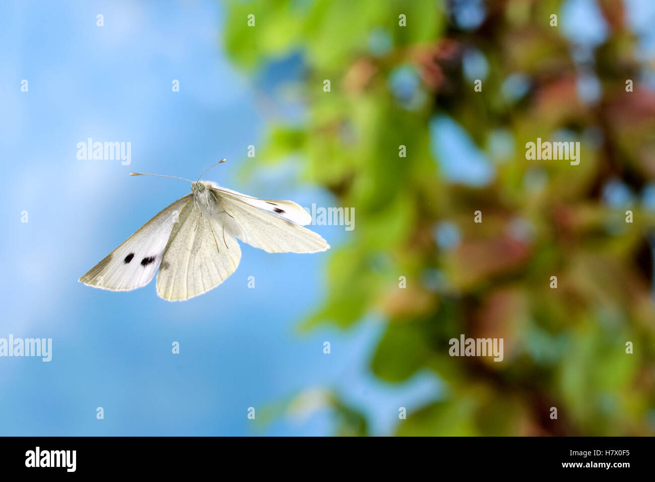Cabbage White (Pieris rapae) butterfly flying, Milsbeek, Limburg ...