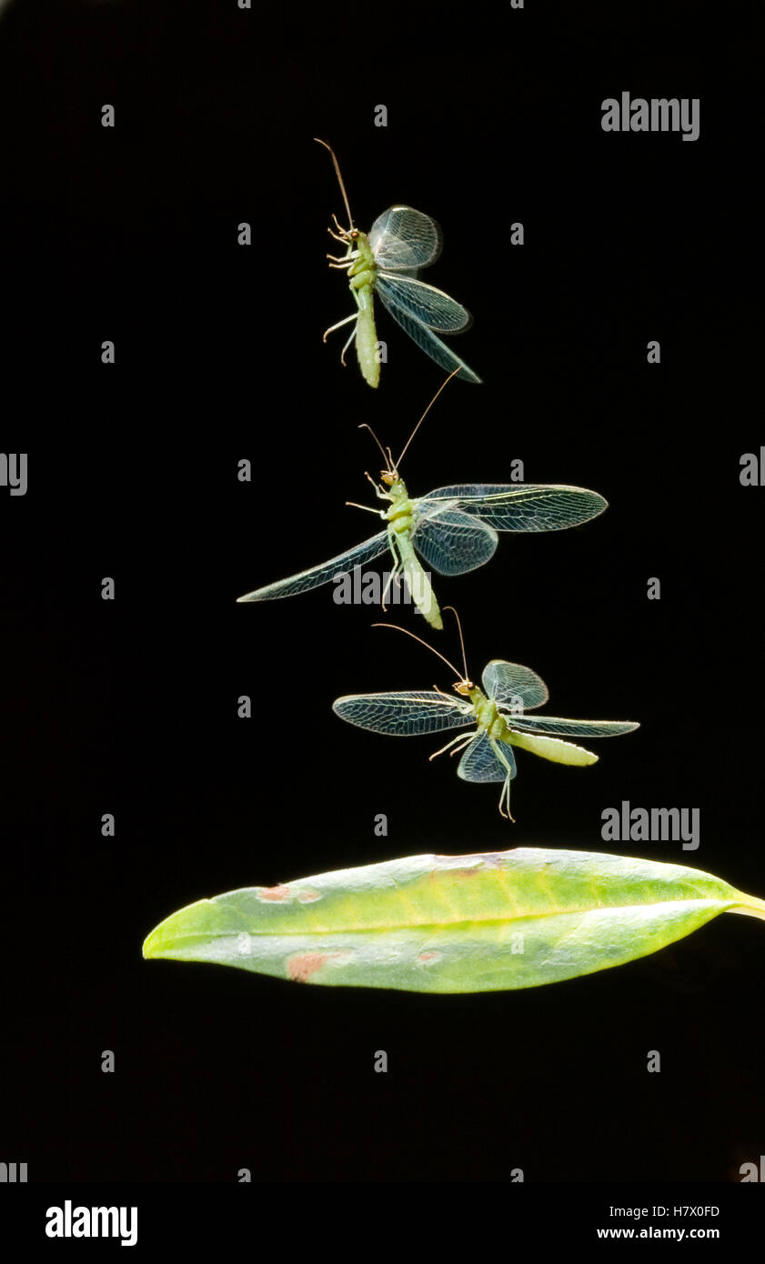 Green Lacewing (Chrysopa carnea) taking flight, Malden, Gelderland ...