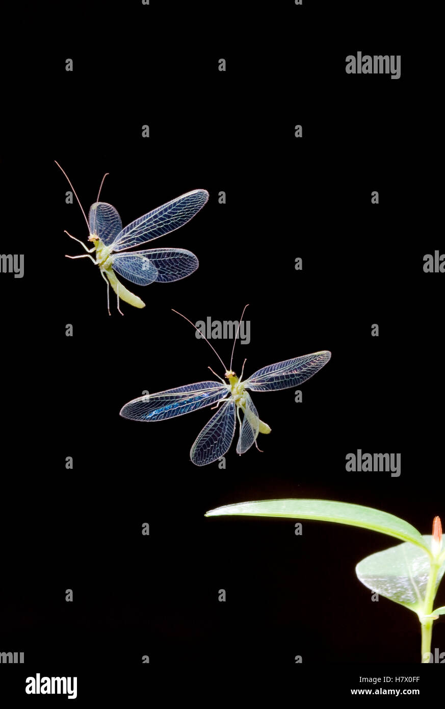 Green Lacewing (Chrysopa carnea) taking flight, Malden, Gelderland ...