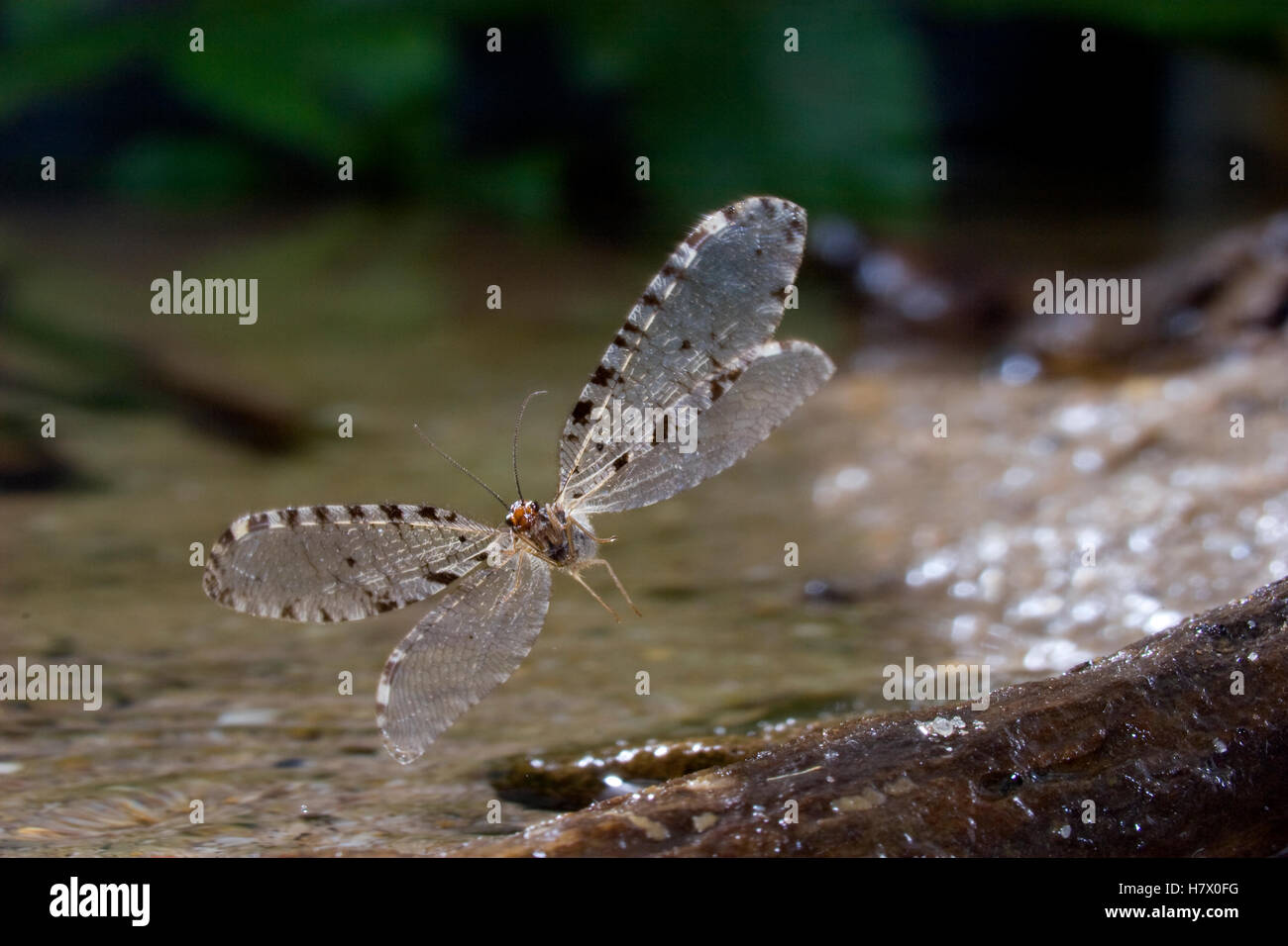 Giant Lacewing (Osmylus fulvicephalus) flying, Gelderland, Netherlands ...