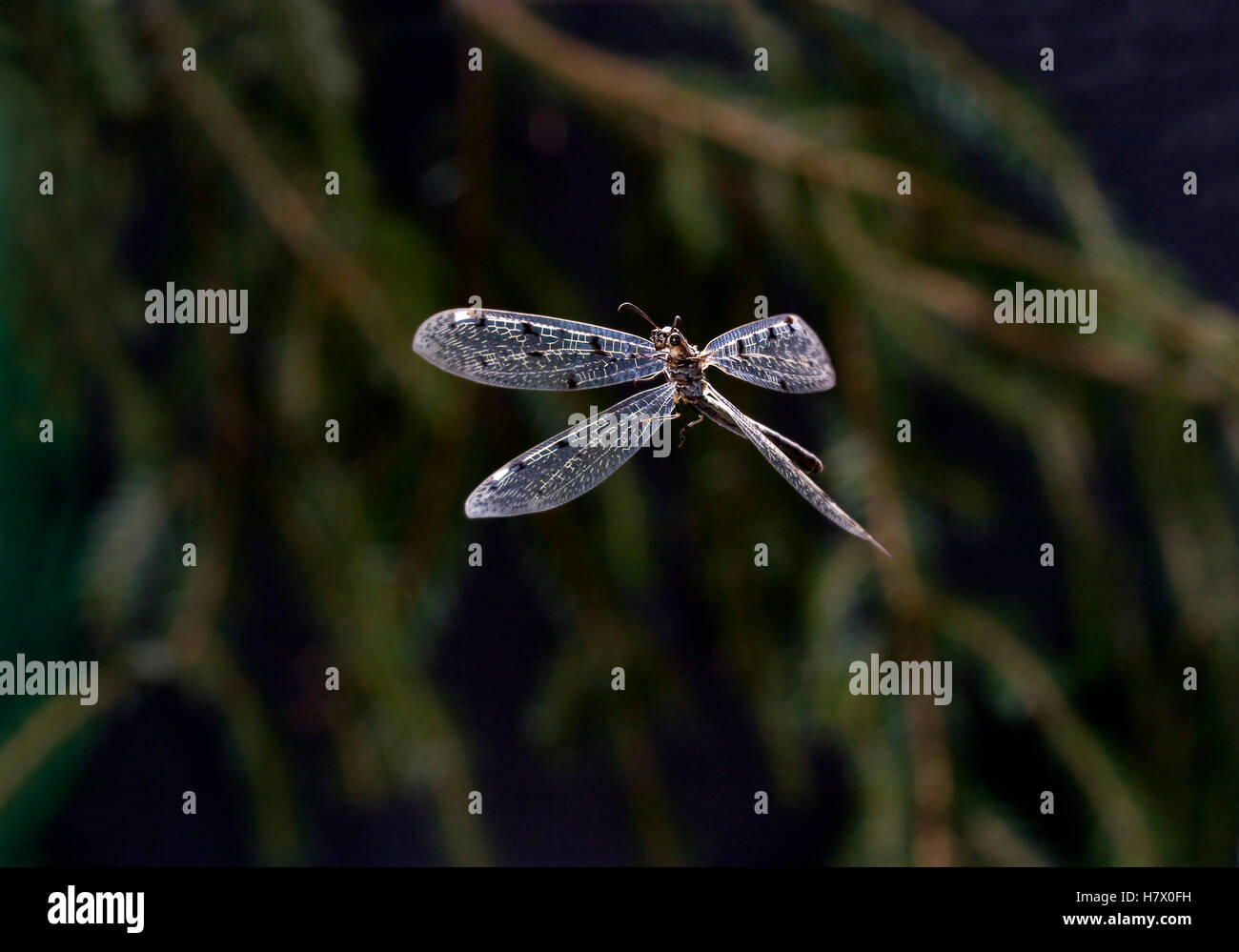 Antlion (Euroleon nostras) flying, Malden, Gelderland, Netherlands ...