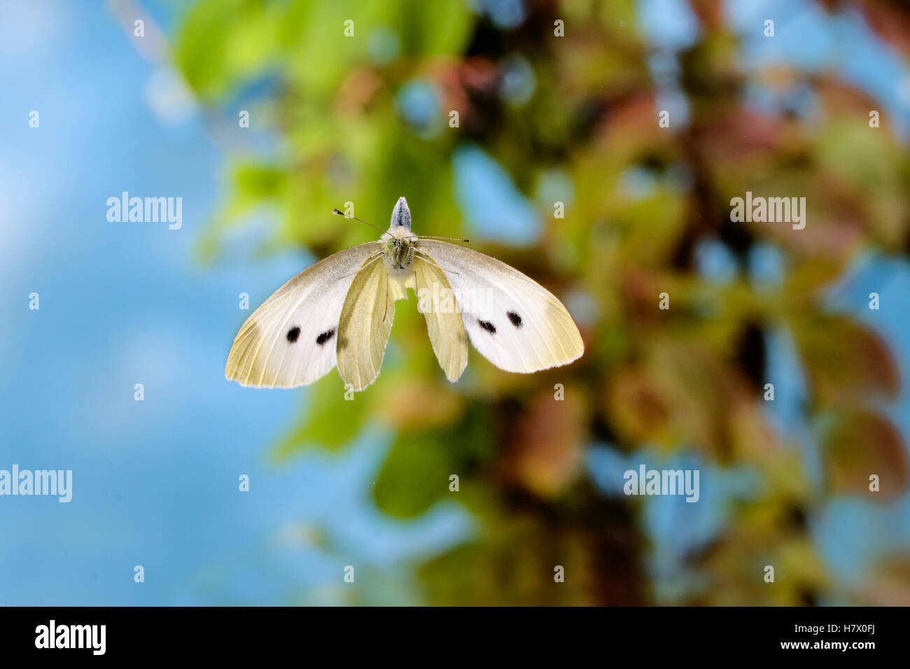 Cabbage White (Pieris rapae) butterfly flying, Malden, Gelderland ...