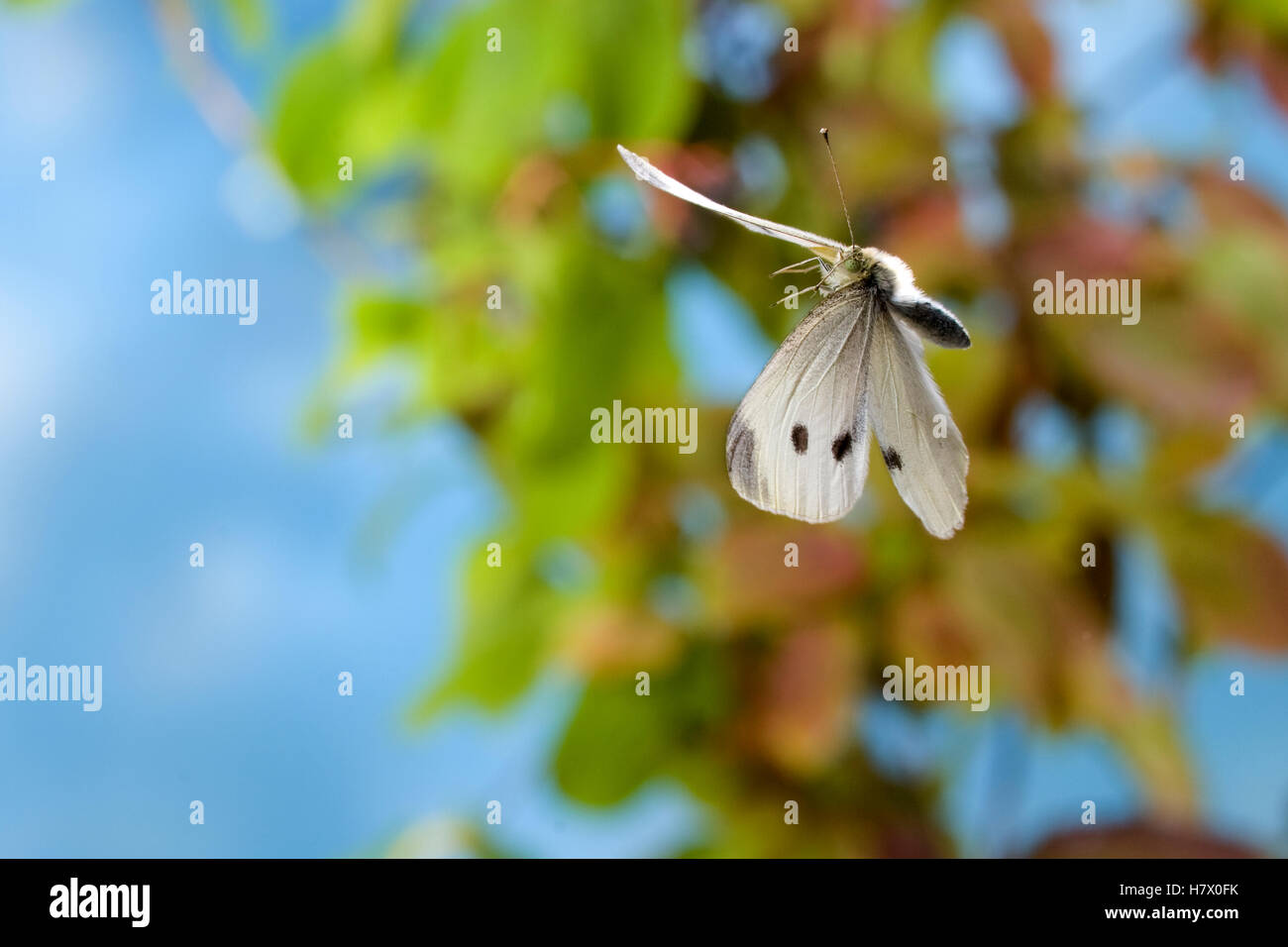 Cabbage White (Pieris rapae) butterfly flying, Malden, Gelderland ...