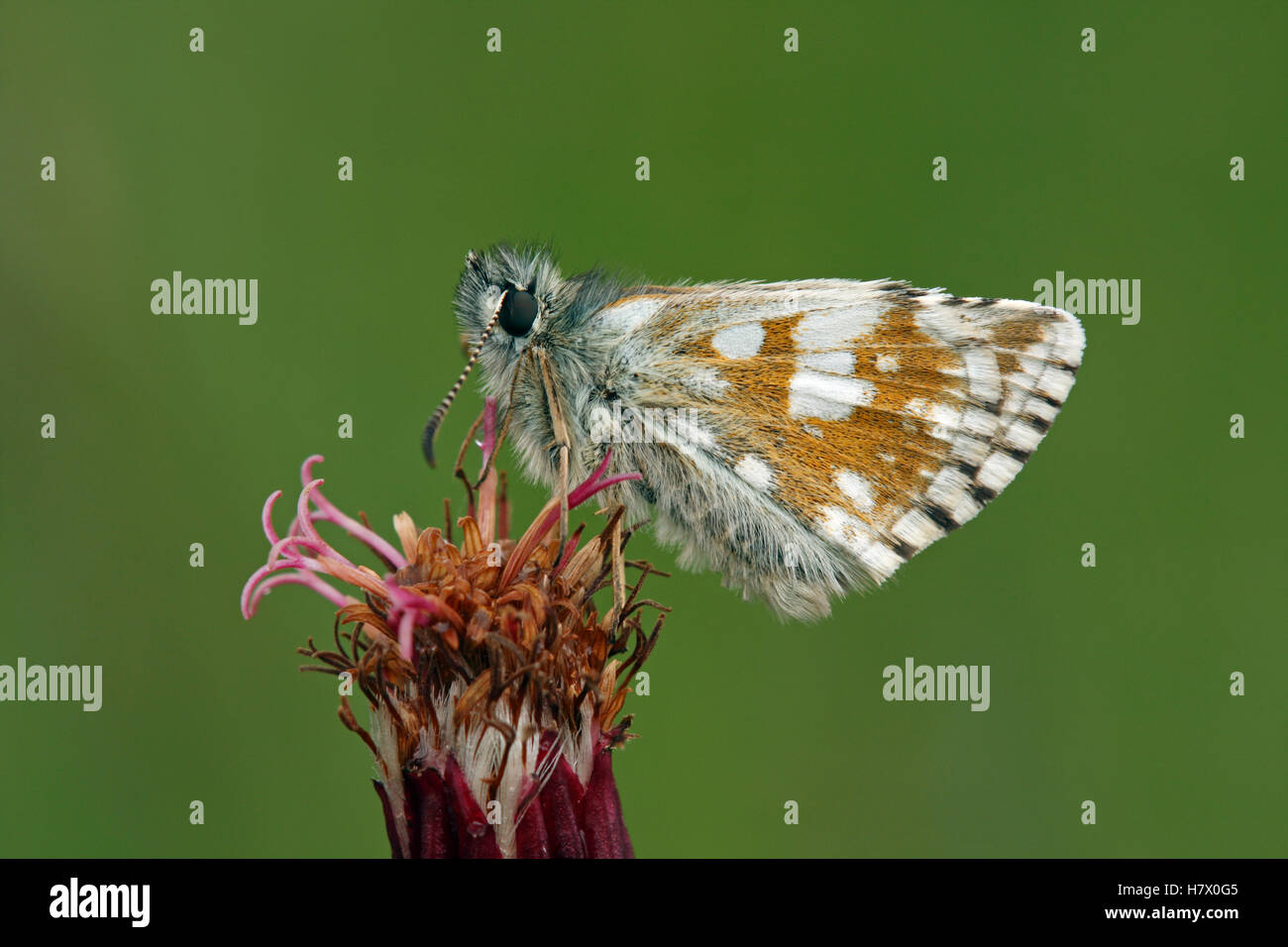 Carline Skipper (Pyrgus carlinae) butterfly on flower bud, Hohe Tauern ...