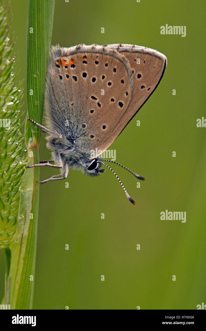 Purple-edged Copper (Lycaena hippothoe) butterfly on a blade of grass ...