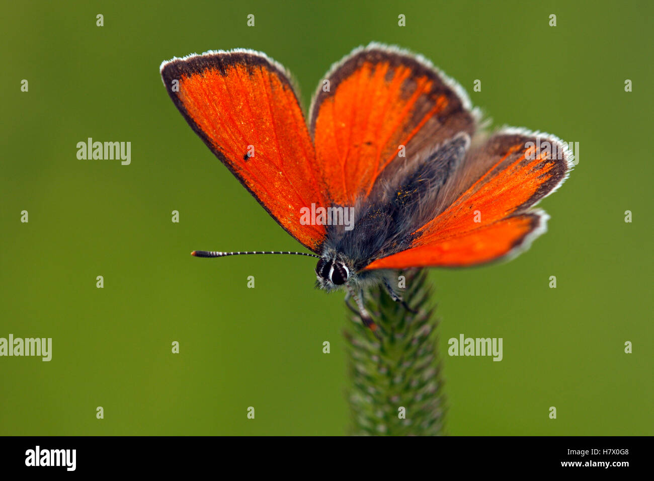 Purple-edged Copper (Lycaena hippothoe) butterfly, Hohe Tauern National ...