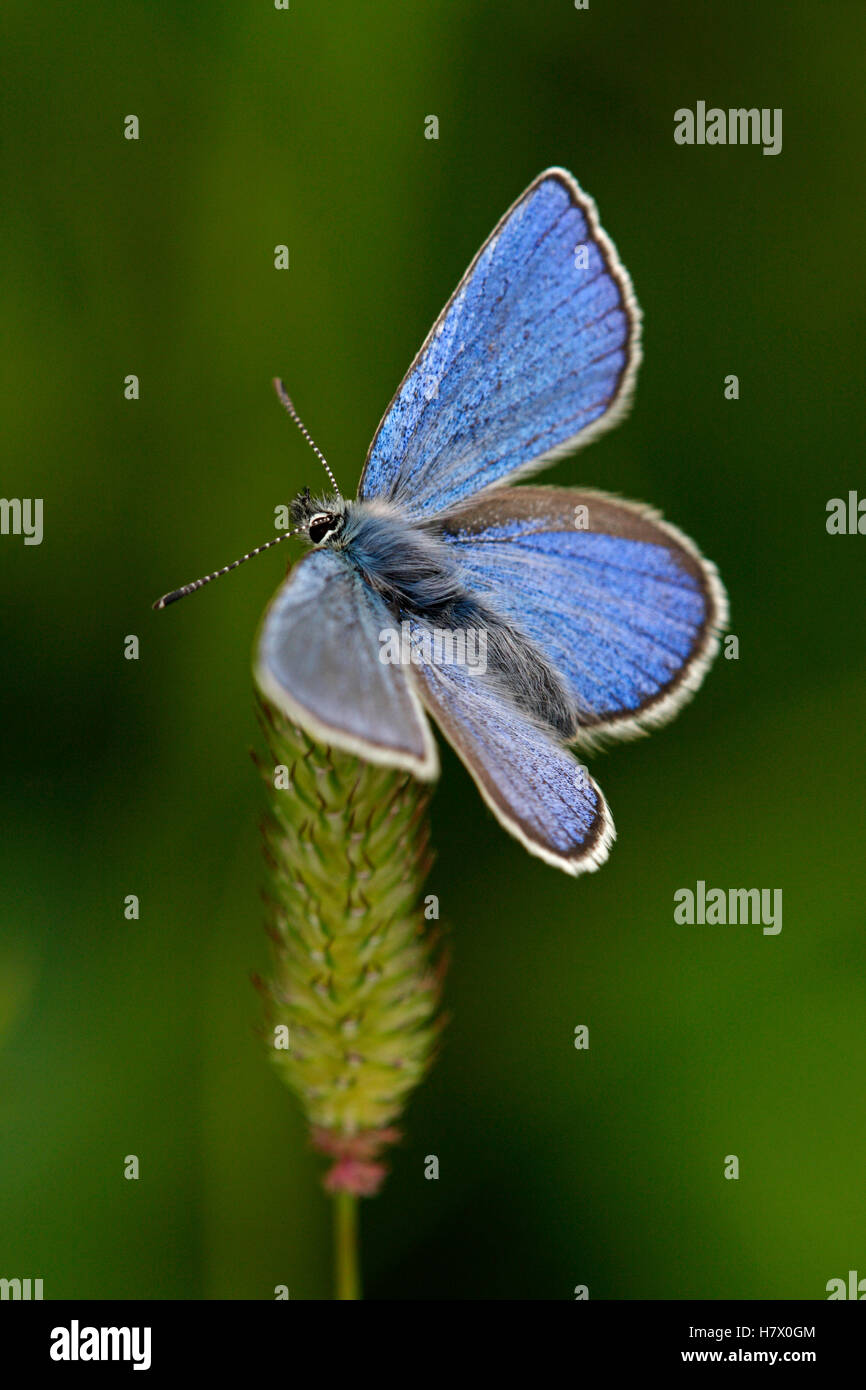 Alpine Blue (Albulina orbitulus) butterfly, Hohe Tauern National Park ...