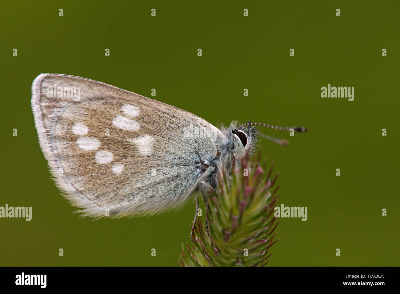 Alpine Blue (Albulina orbitulus) butterfly, Hohe Tauern National Park ...