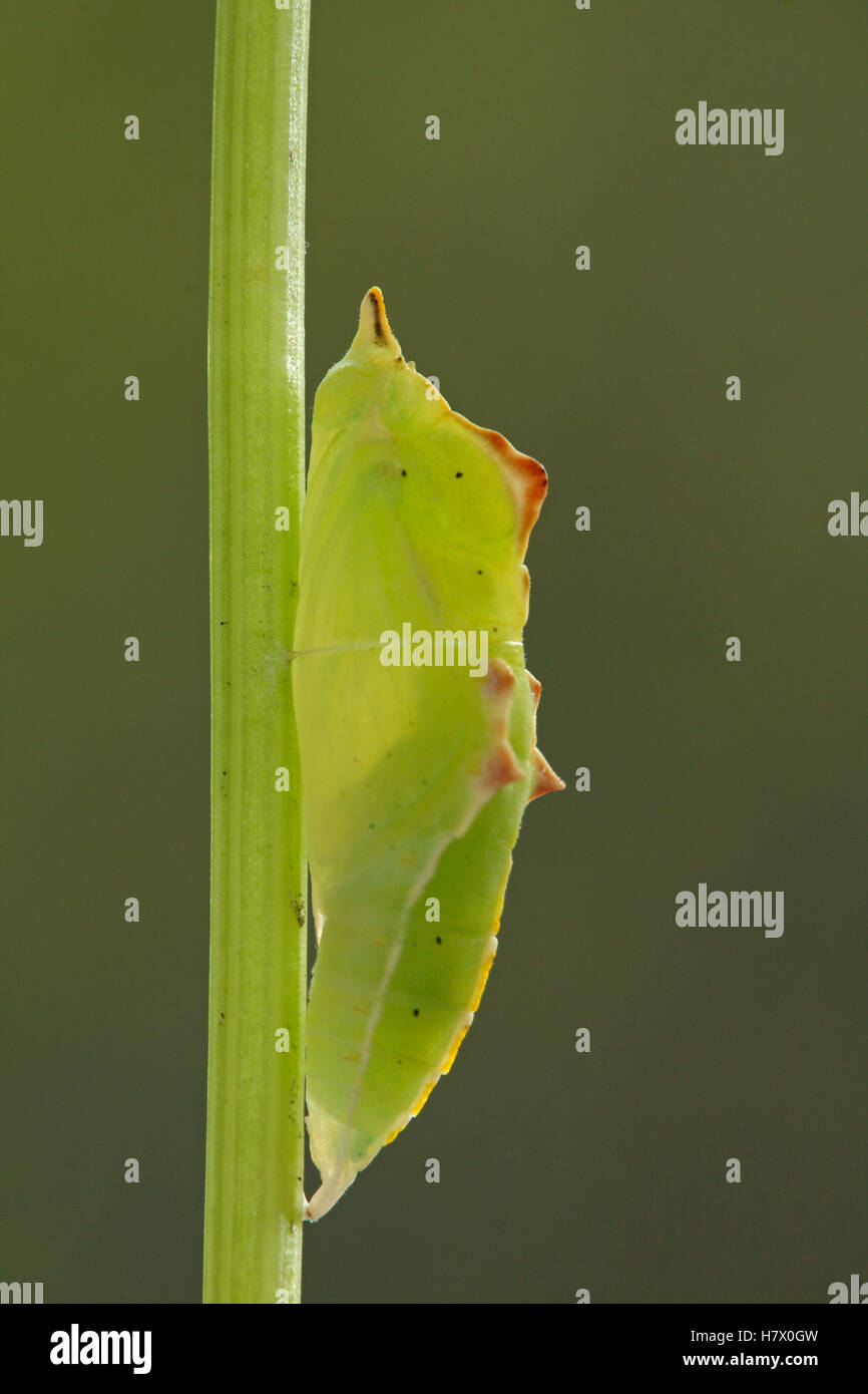 Cabbage White (Pieris rapae) pupa, Hoogeloon, Noord-Brabant ...