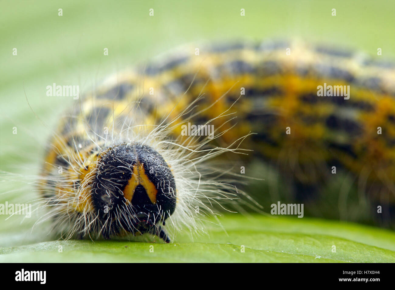Buff-tip (Phalera bucephala) caterpillar, Hoogeloon, Noord-Brabant ...