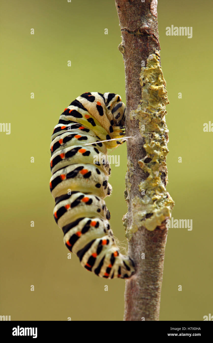 Oldworld Swallowtail (Papilio machaon) caterpillar pupating, Hoogeloon ...
