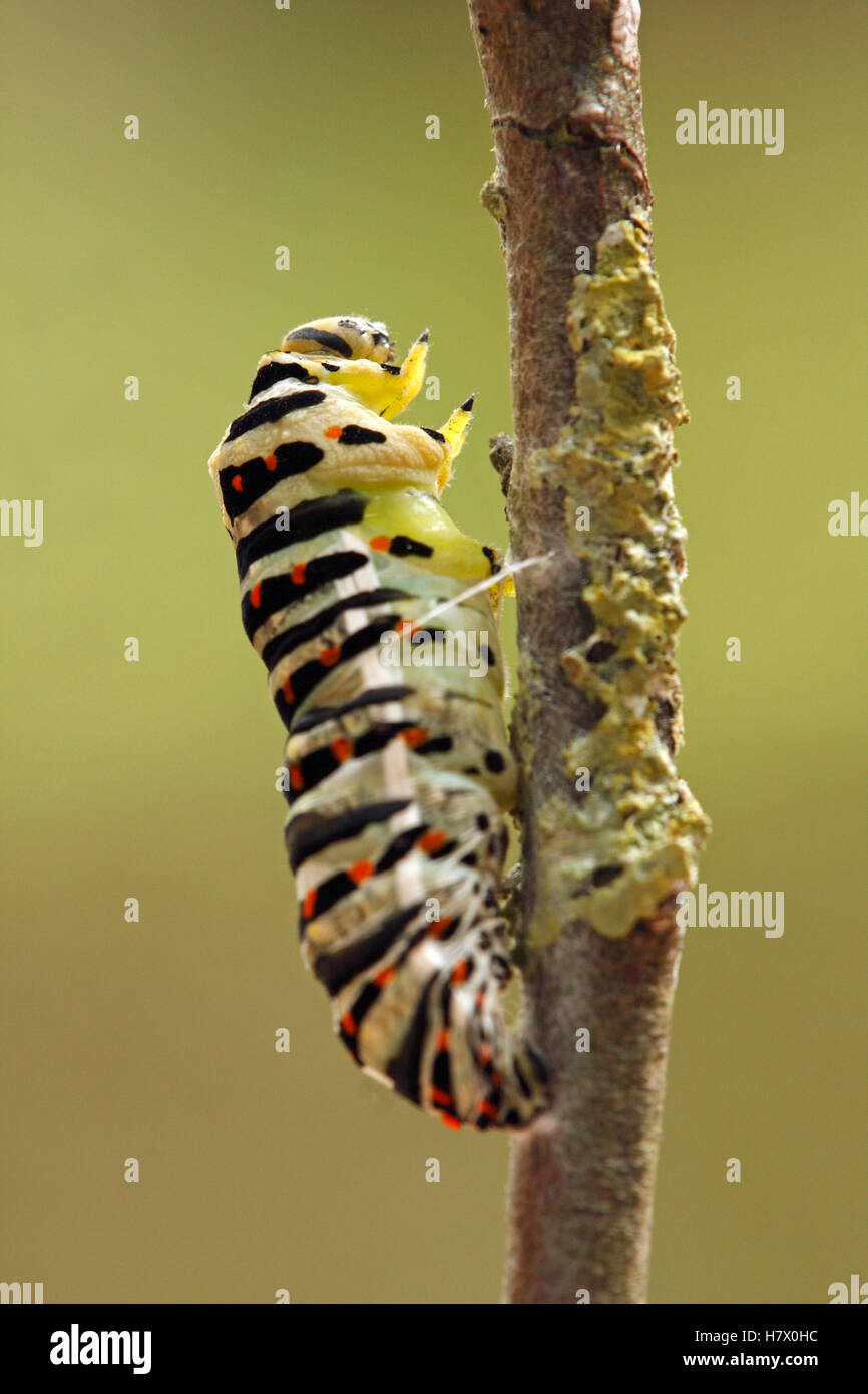 Oldworld Swallowtail (Papilio machaon) caterpillar pupating, Hoogeloon ...