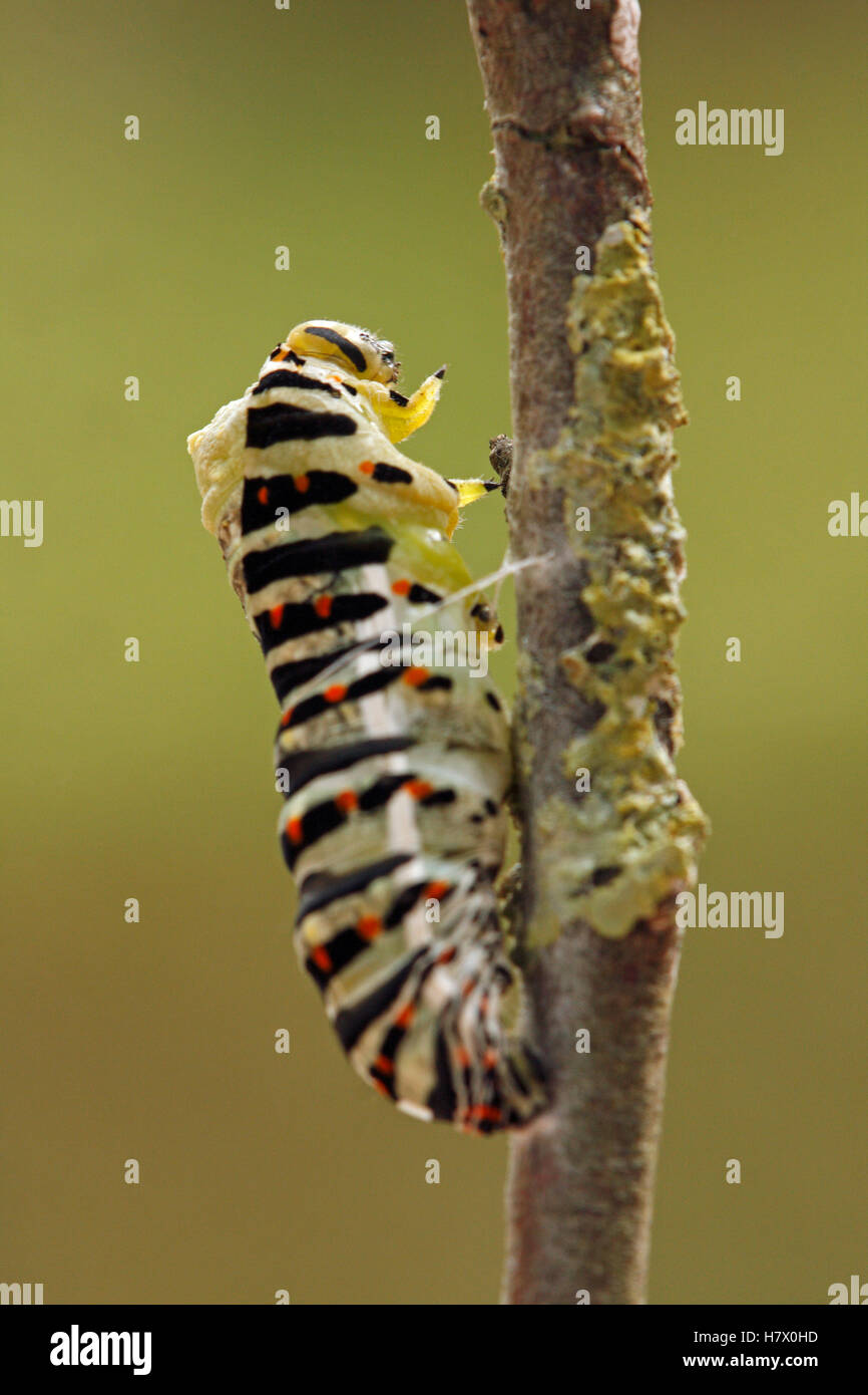 Oldworld Swallowtail (Papilio machaon) caterpillar pupating, Hoogeloon ...