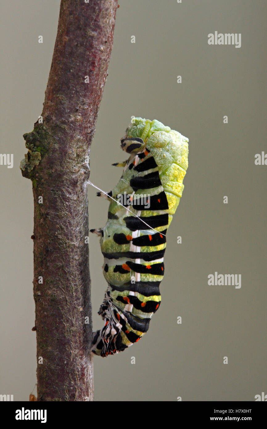 Oldworld Swallowtail (Papilio machaon) caterpillar pupating, Hoogeloon ...