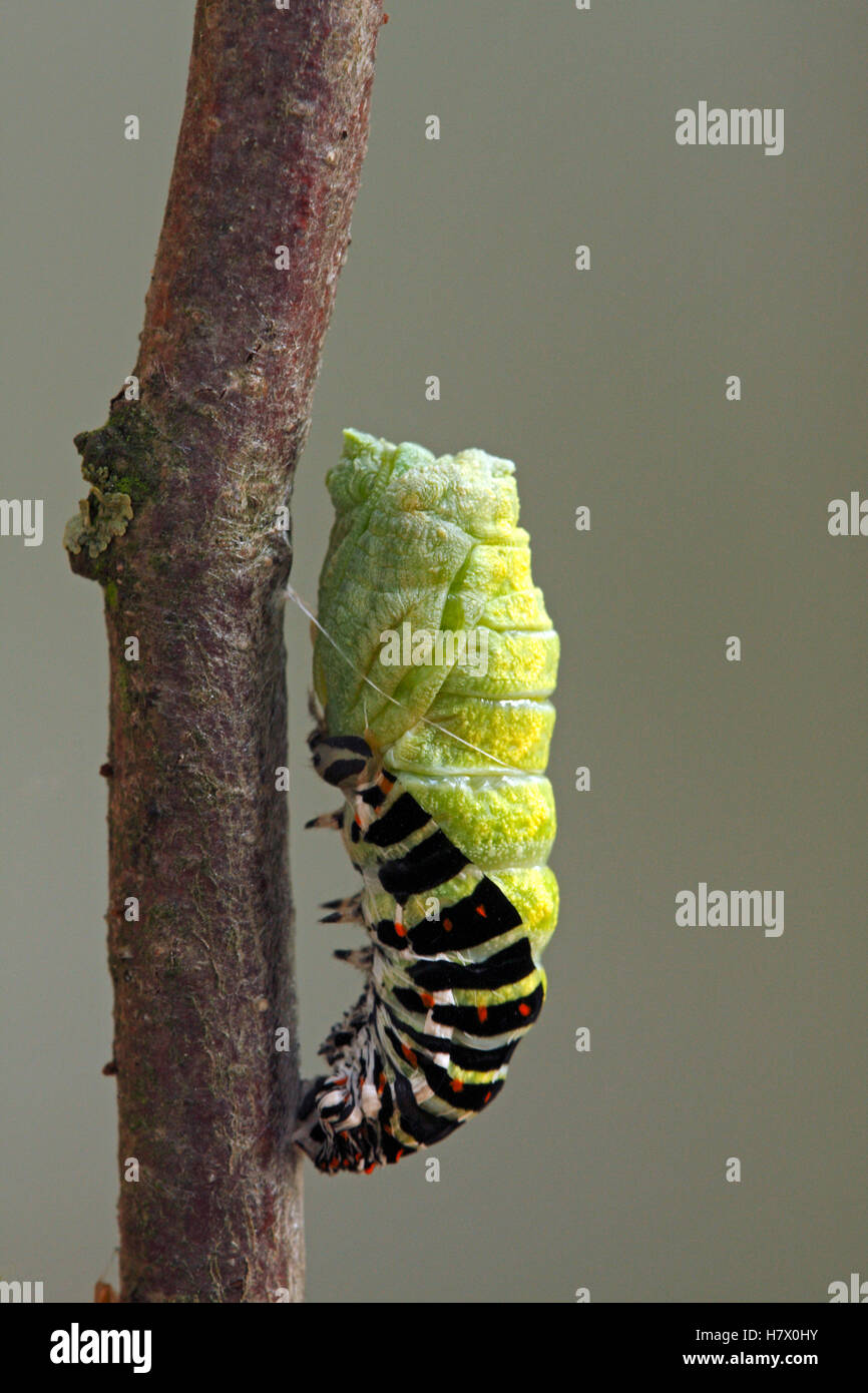 Oldworld Swallowtail (Papilio machaon) caterpillar pupating, Hoogeloon ...