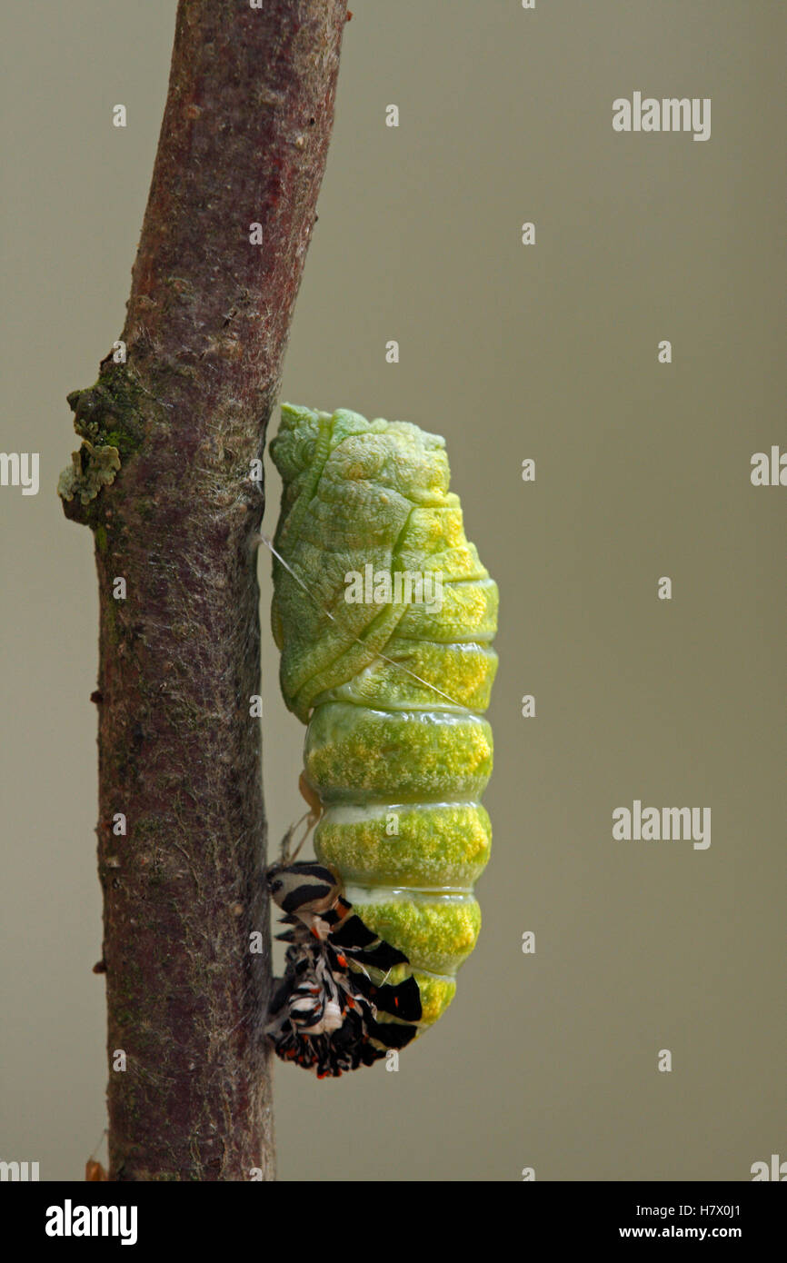 Oldworld Swallowtail (Papilio machaon) caterpillar pupating, Hoogeloon ...