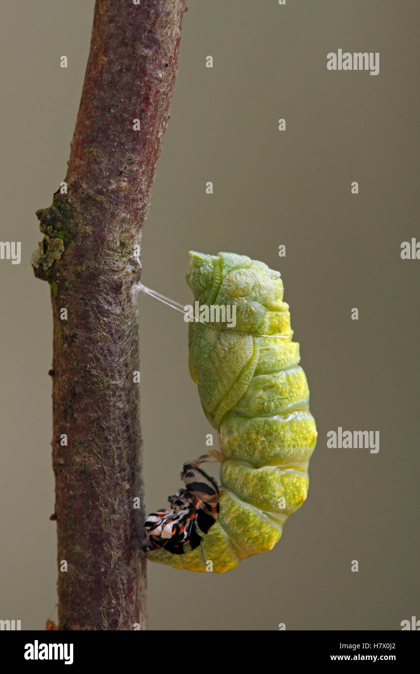 Oldworld Swallowtail (Papilio machaon) caterpillar pupating, Hoogeloon ...