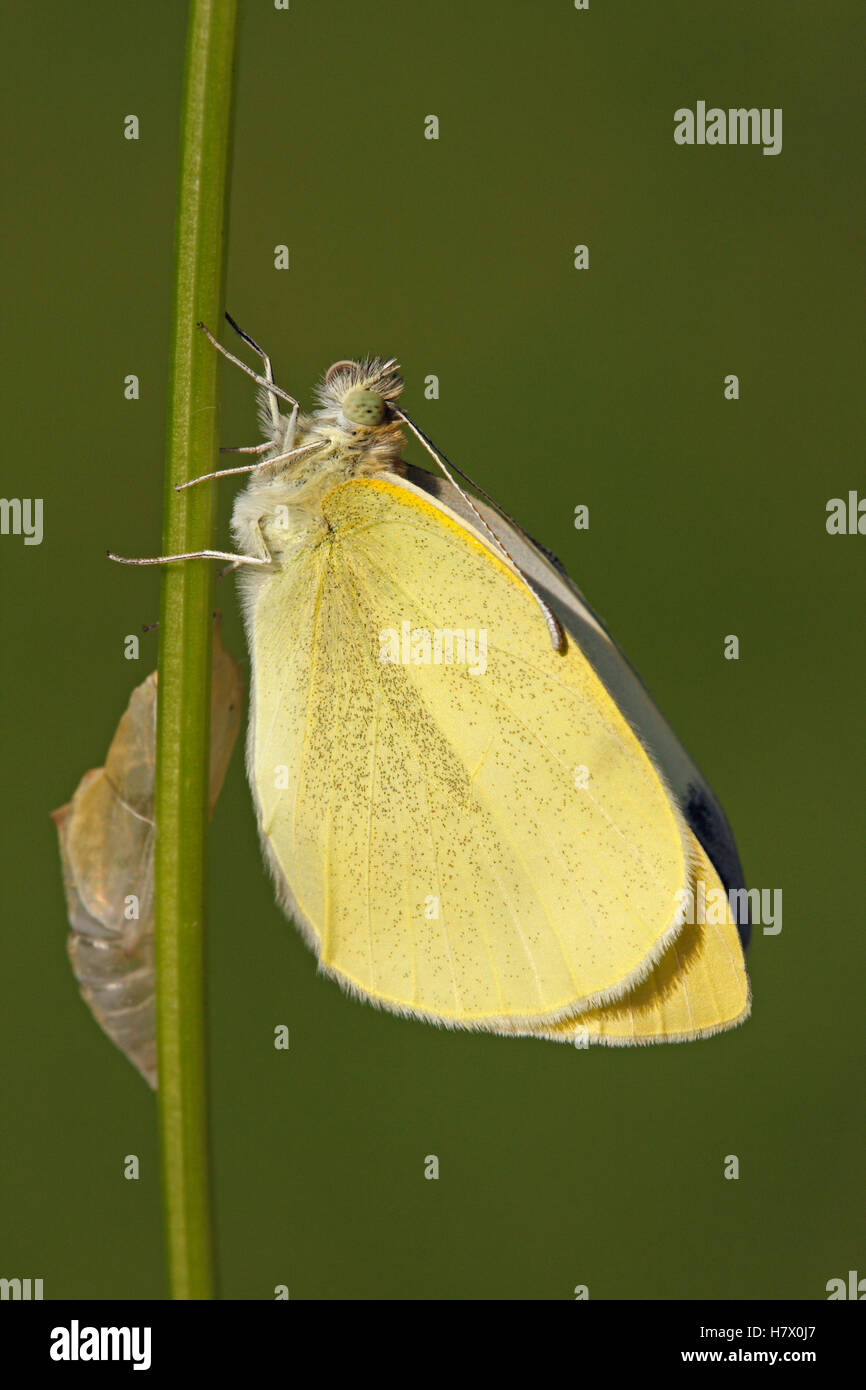 Cabbage White (Pieris rapae) butterfly emerged, Hoogeloon, Noord ...