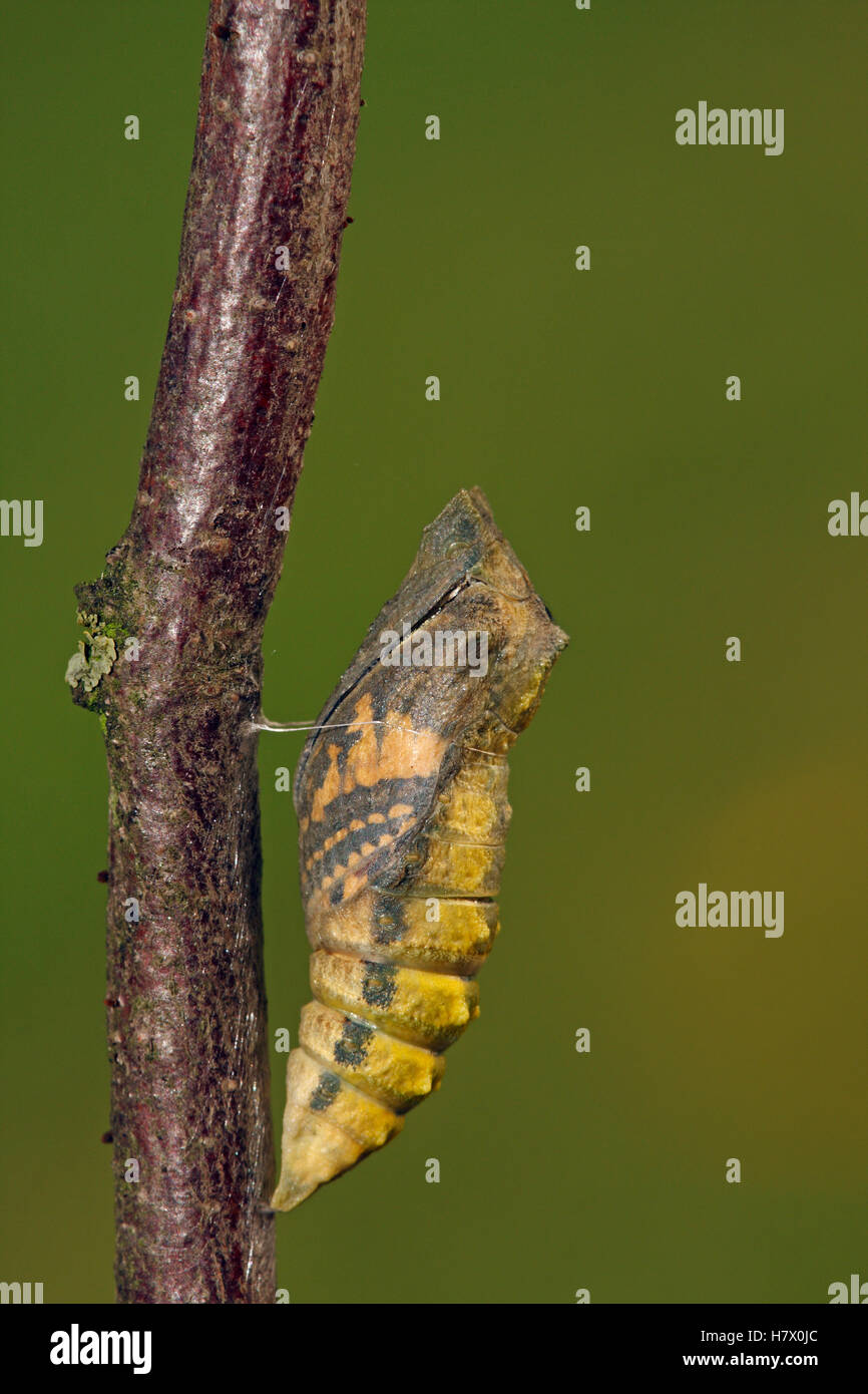 Oldworld Swallowtail (Papilio machaon) emerging, Hoogeloon, Noord ...