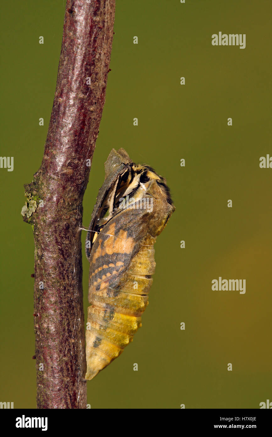 Oldworld Swallowtail (Papilio machaon) emerging, Hoogeloon, Noord-Brabant, Netherlands Stock ...