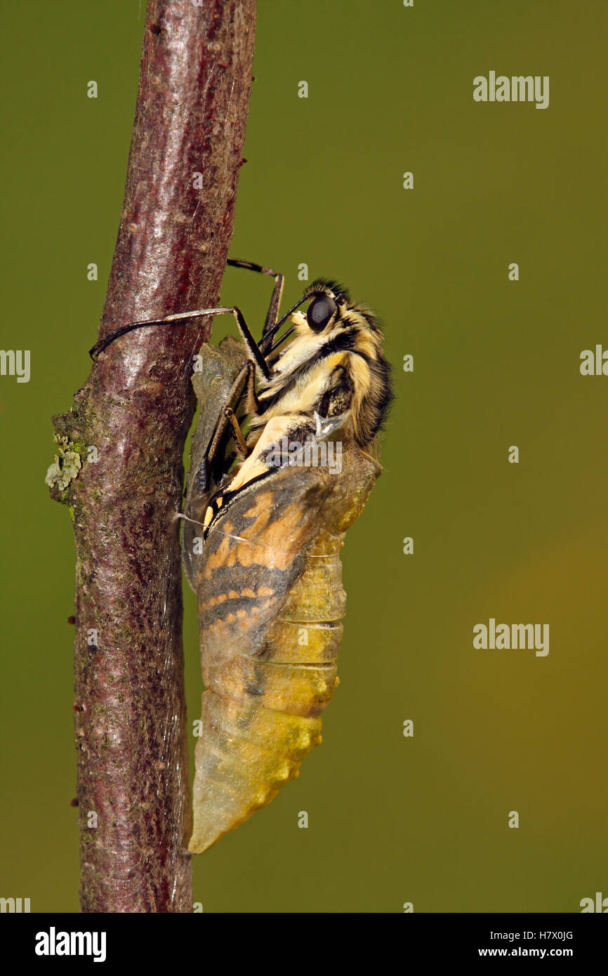 Oldworld Swallowtail (Papilio machaon) emerging, Hoogeloon, Noord-Brabant, Netherlands Stock ...