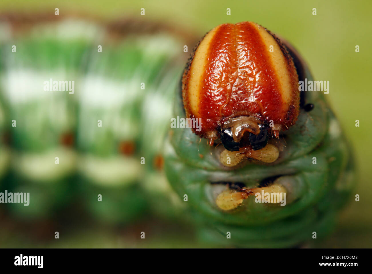 Pine Hawk-moth (Sphinx pinastri) caterpillar, Hoogeloon, Noord-Brabant ...