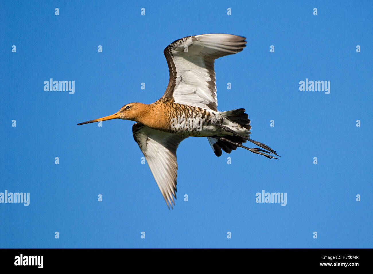 Black-tailed Godwit (Limosa limosa) flying, Texel, Netherlands Stock ...
