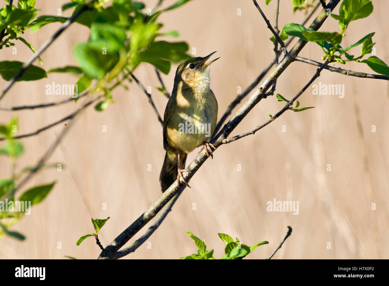 Grasshopper Warbler (Locustella naevia) singing, De Groote Peel ...