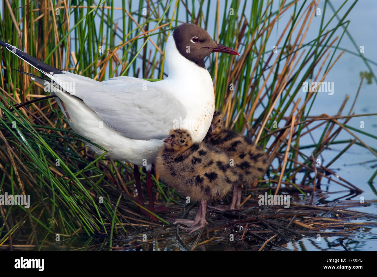 Black Headed Gull Chroicocephalus Ridibundus On Nest With Two Chicks