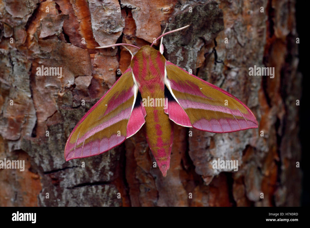 Elephant Hawk Moth (Deilephila elpenor) on Scotch Pine (Pinus ...
