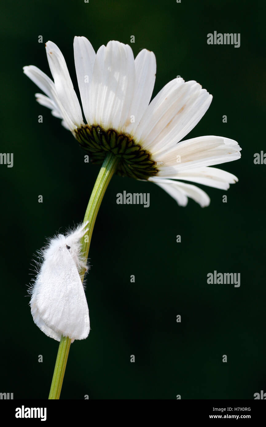 Yellow-tail Moth (Euproctis similis) on Marguerite (Leucanthemum ...