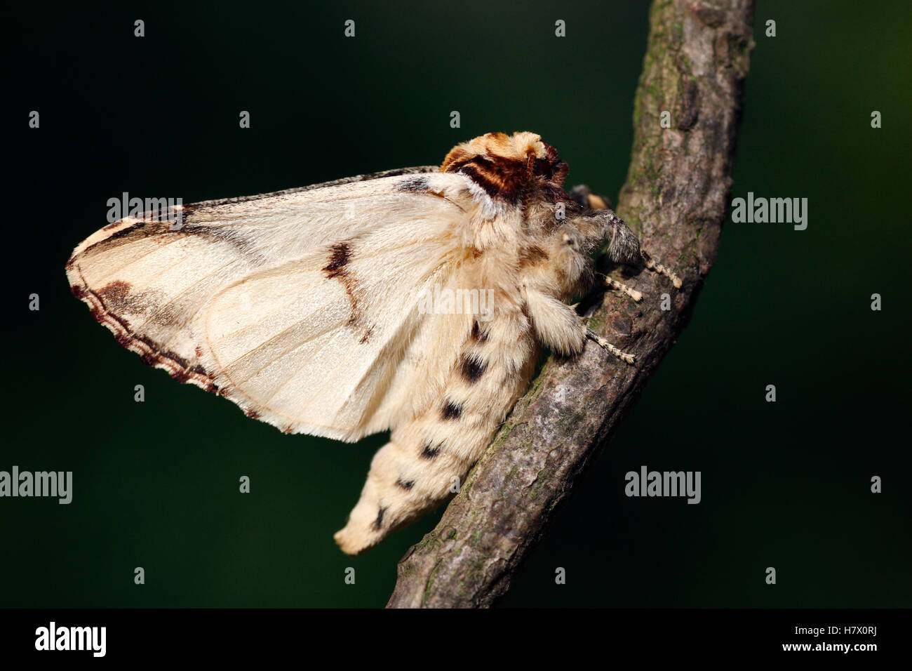 Buff-tip (Phalera bucephala) freshly emerged moth on branch, Overijssel ...