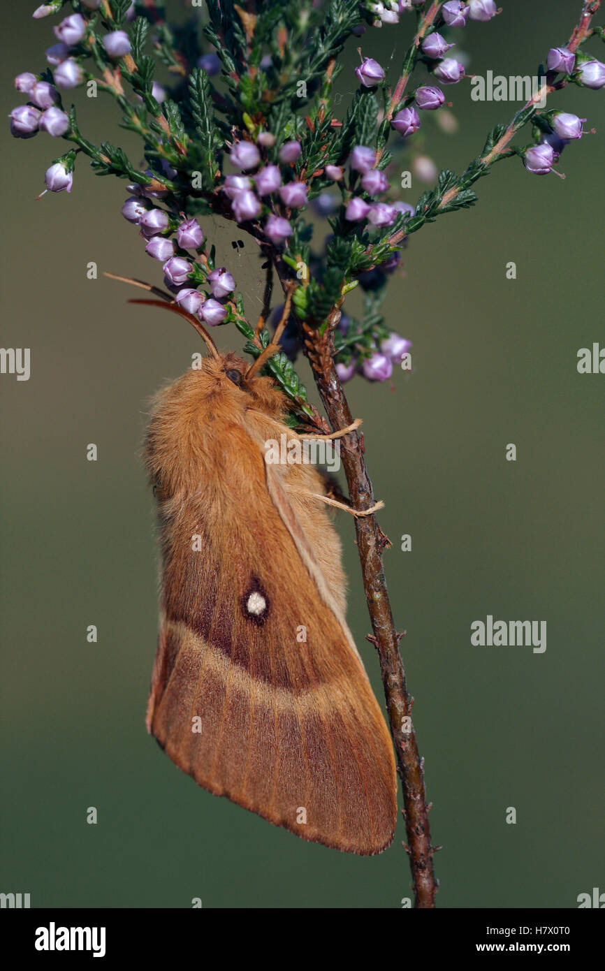 Oak Eggar (Lasiocampa quercus) moth female on Heather (Calluna vulgaris ...