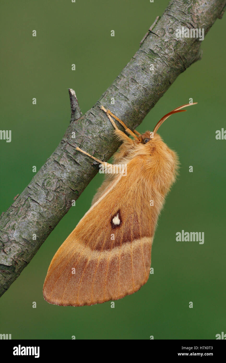 Oak Eggar (Lasiocampa quercus) moth female on branch, Overijssel ...