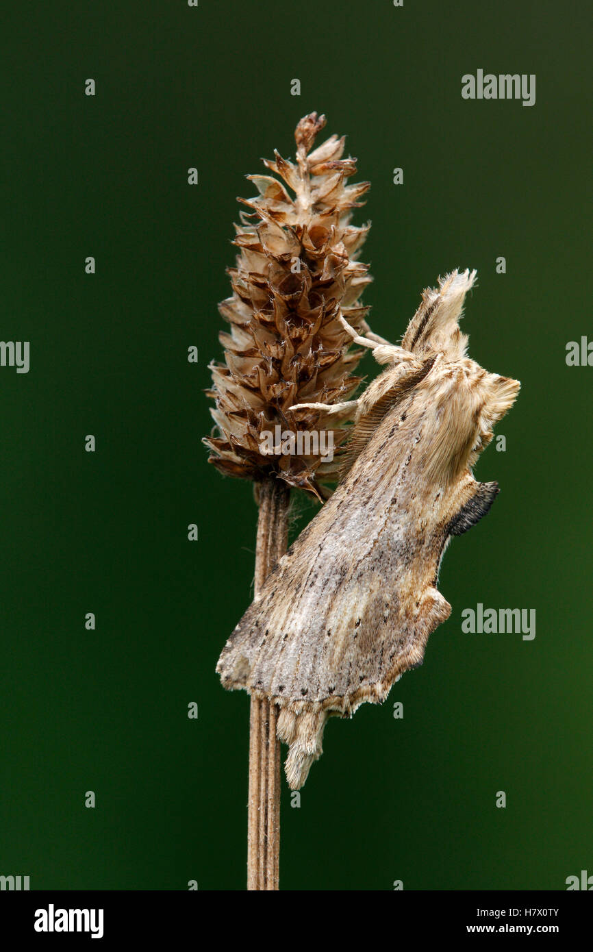 Pale Prominent (Pterostoma palpina) moth on English Plantain (Plantago ...