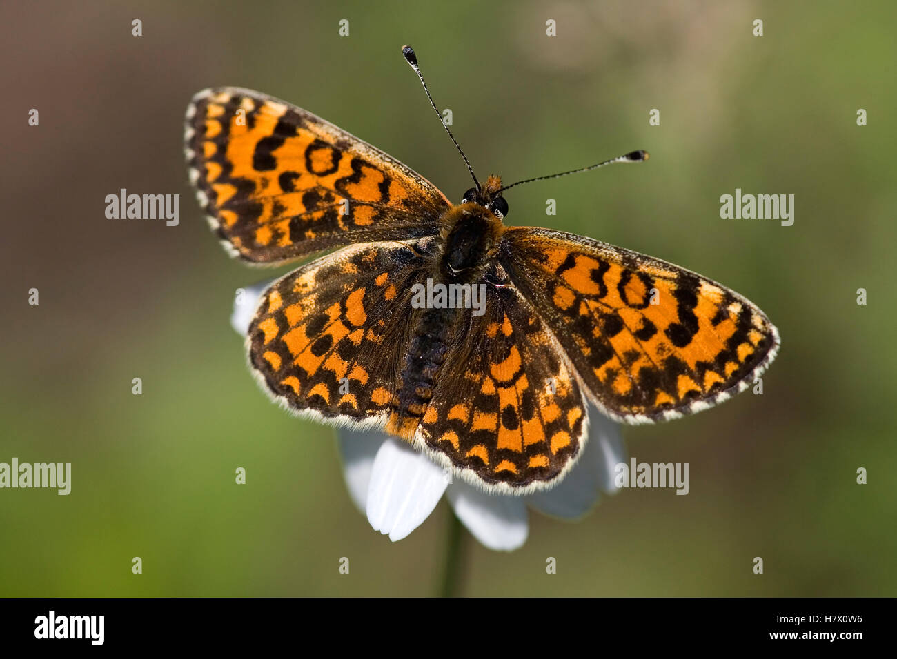 Lesser Spotted Fritillary (Melitaea trivia) on white flower, Sukoro ...