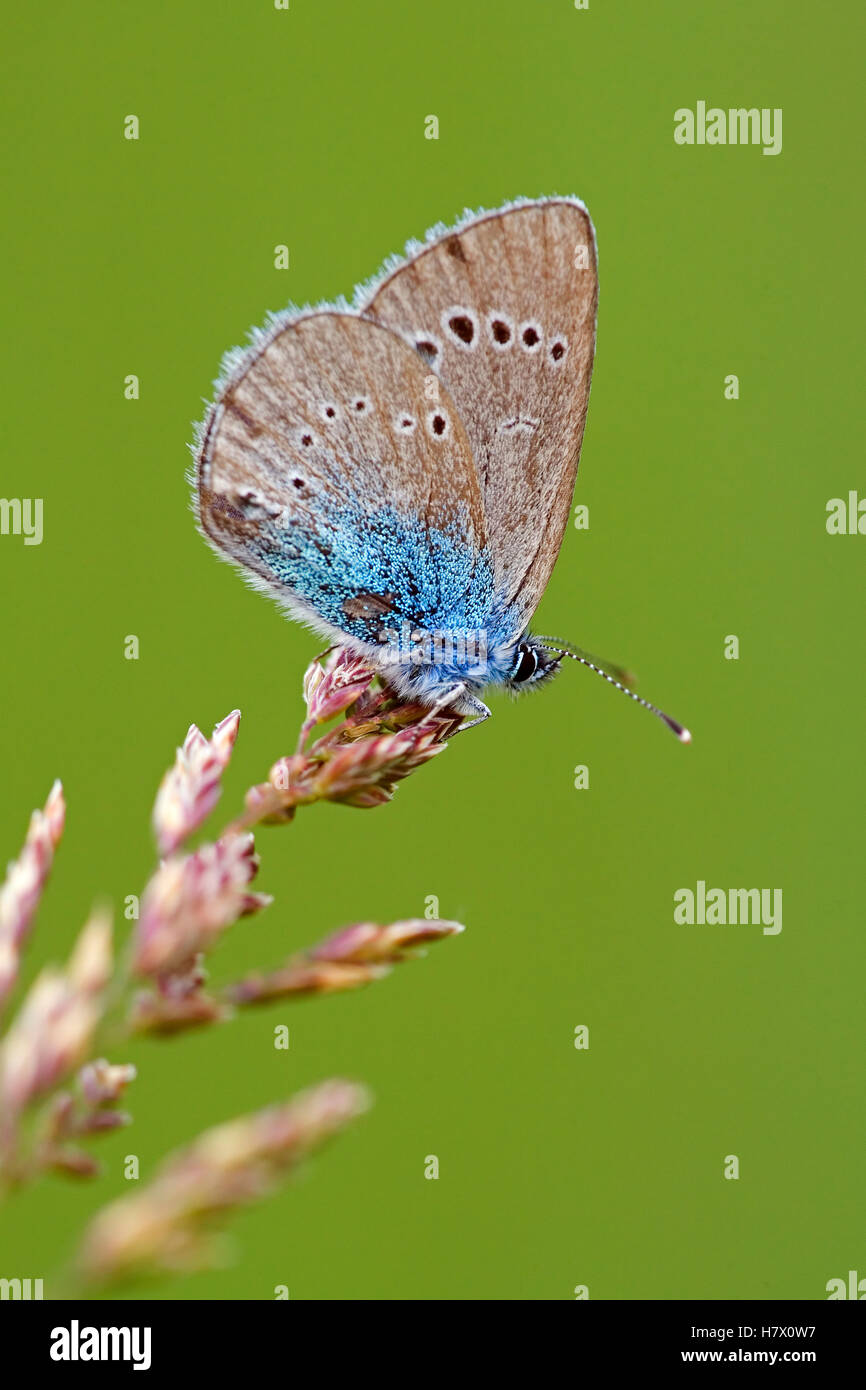 Green-underside Blue (Glaucopsyche alexis) butterfly on flowering grass ...