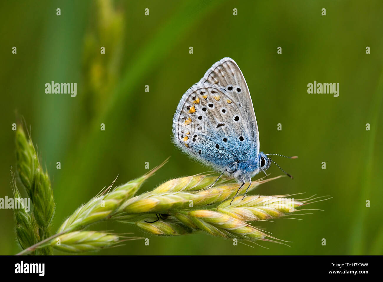 Common Blue (Polyommatus icarus) butterfly, Vajta, Hungary Stock Photo ...