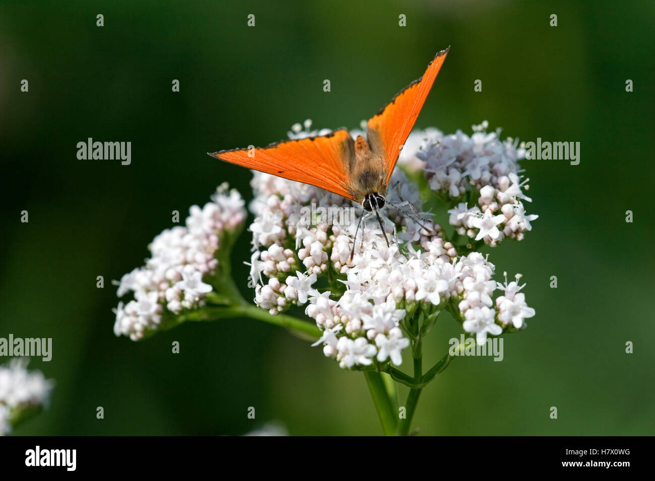 Large Copper (Lycaena dispar) butterfly on Dwarf Elderberry (Sambucus ...