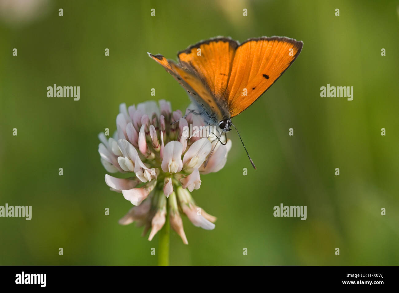 Large Copper (Lycaena dispar) butterfly on white clover, Vajta, Hungary ...