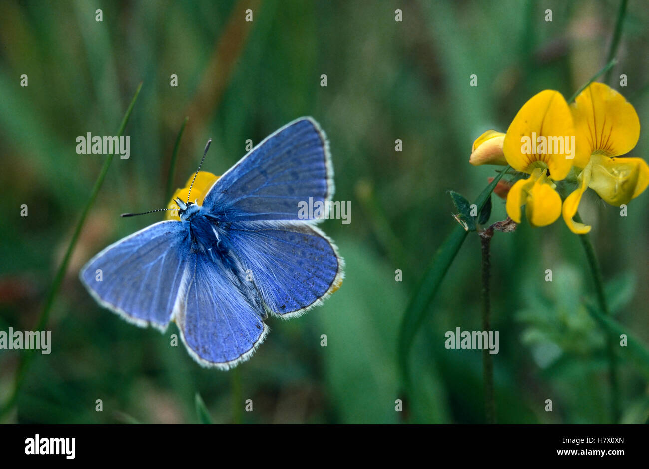 Common Blue (Polyommatus icarus) butterfly on Greater Birdfoot Trefoil ...