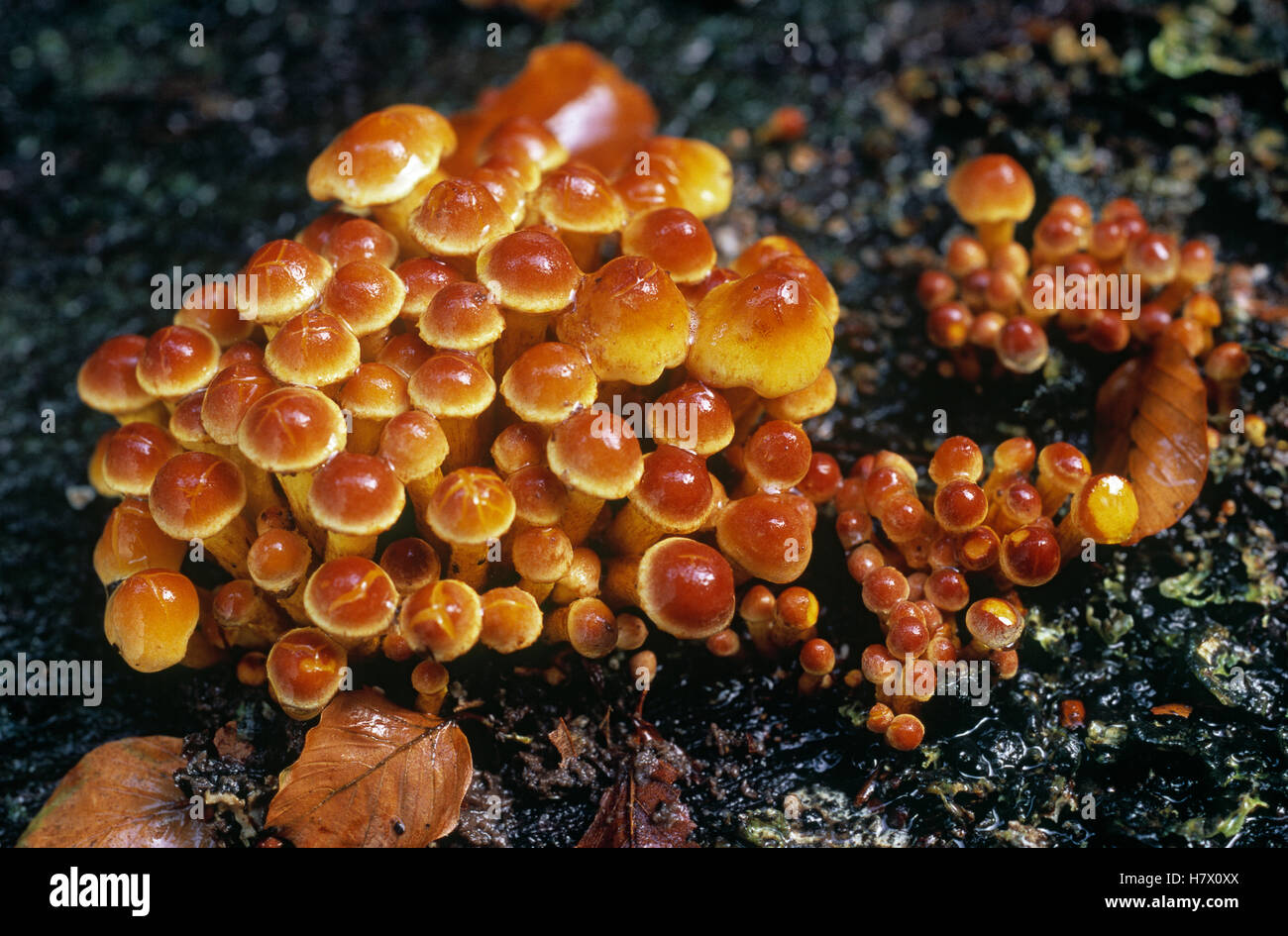 Sulphur Tuft (Hypholoma fasciculare) msuhrooms, Noord-Holland ...