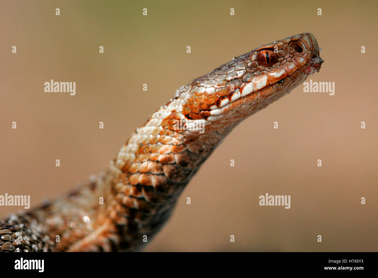 Common European Adder (Vipera berus), Bialowieza Primaeval Forest ...