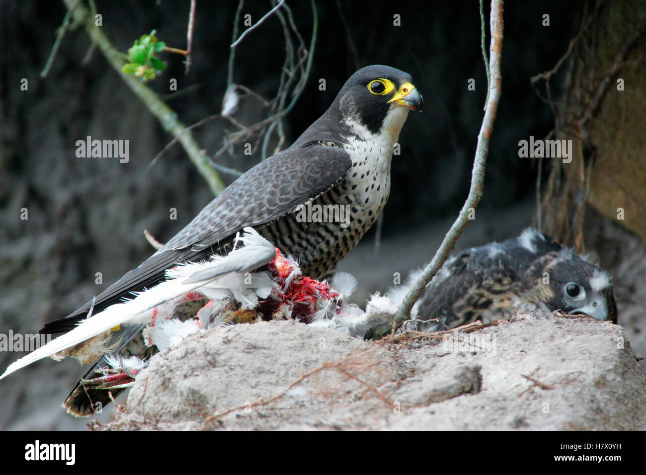 Peregrine Falcon (Falco peregrinus) male with prey at nest, Carpathian ...