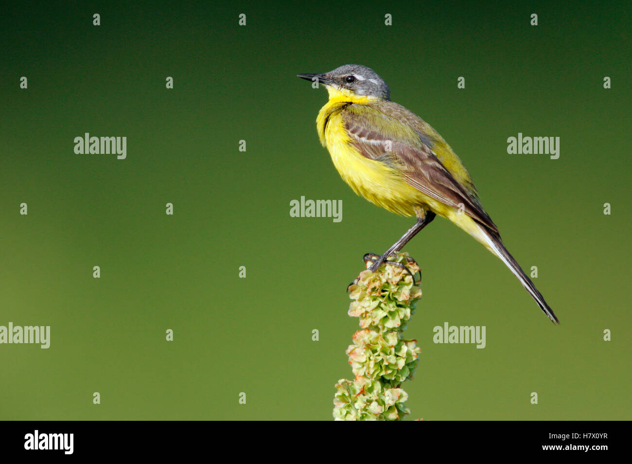Blue-headed Wagtail (Motacilla flava) male, Biebrza, Poland Stock Photo - Alamy