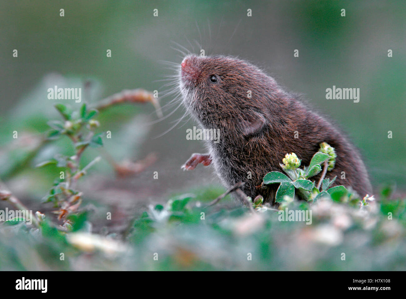 Earth Vole (Microtus subterraneus), Roztocze, Poland Stock Photo - Alamy