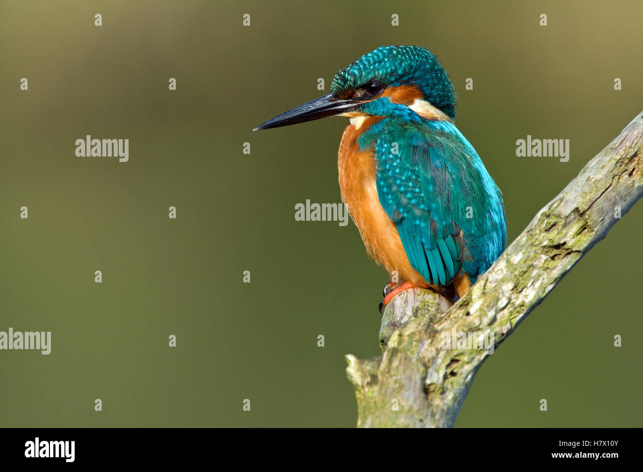 Common Kingfisher (Alcedo atthis) on the lookout, Oostvaardersplassen ...