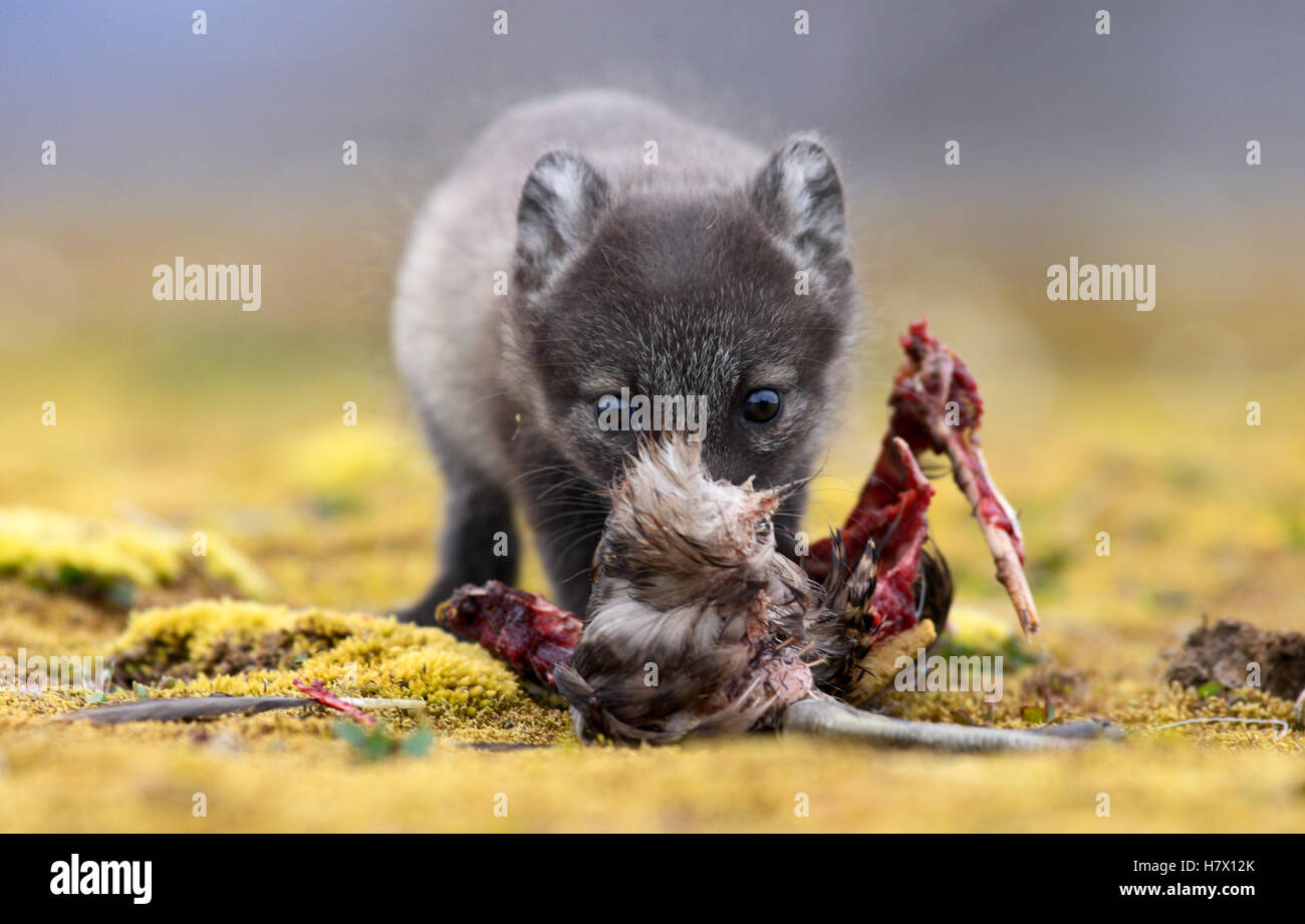Arctic Fox (Alopex lagopus) pup feeding on prey, Svalbard, Norway Stock ...