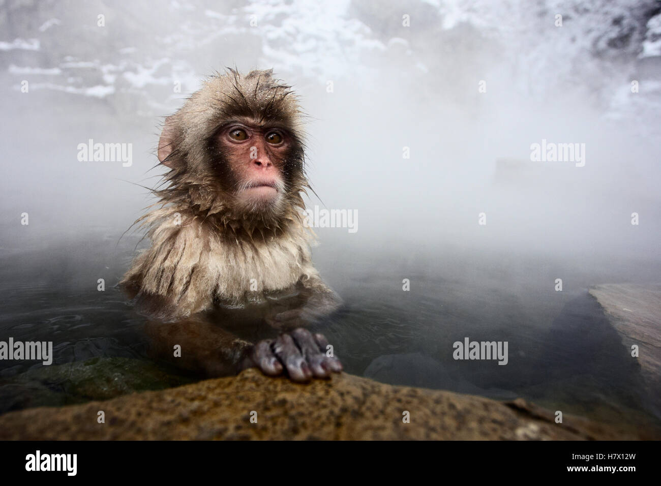 Japanese Macaque (Macaca fuscata) soaking in hot springs, Jigokudani ...
